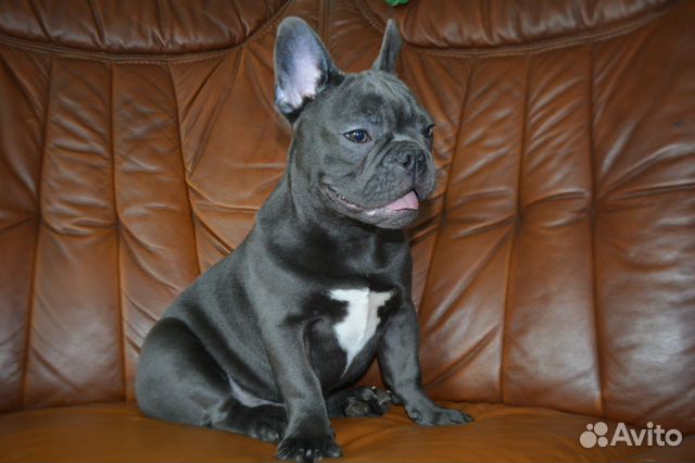 Французский бульдог голубой