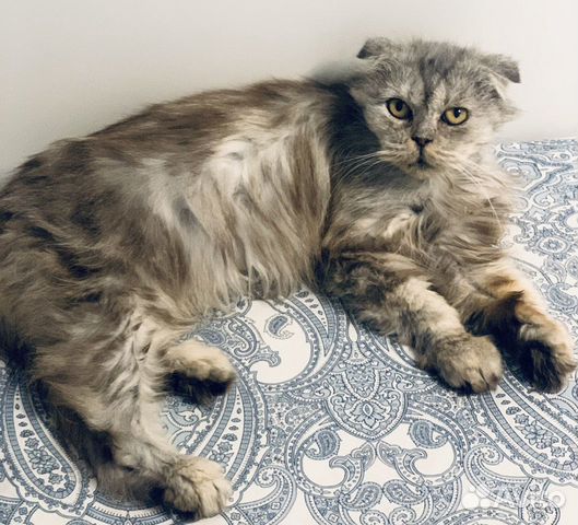 Кошка стерилизованная