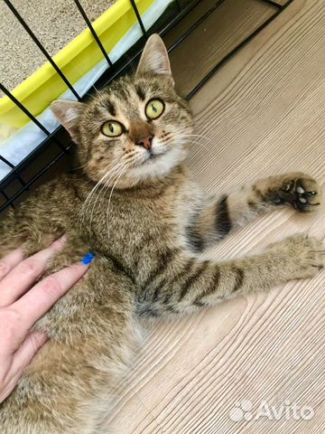 Малышка-тигрёнок замерзала загородом