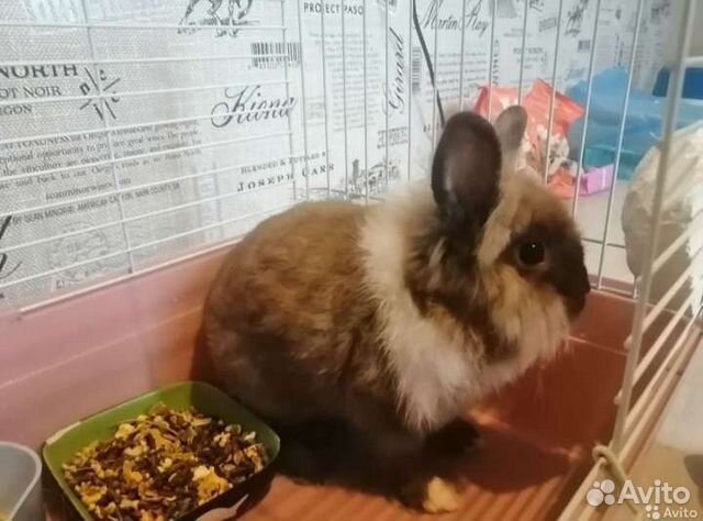 Кролик с клеткой