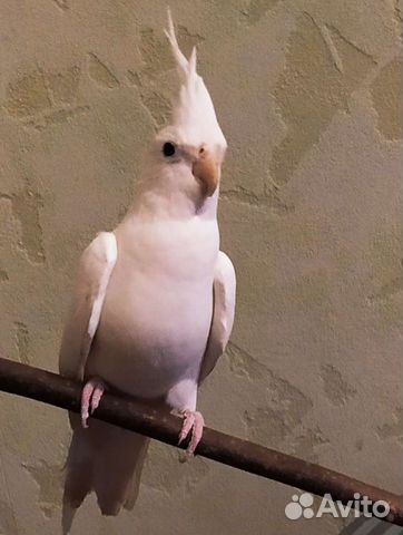 Корелла альбинос птенец