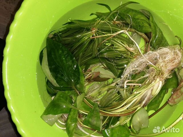 Растения для аквариума