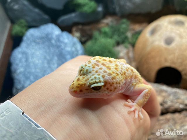 Эумблефар с террариумом