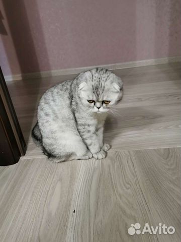 Кот