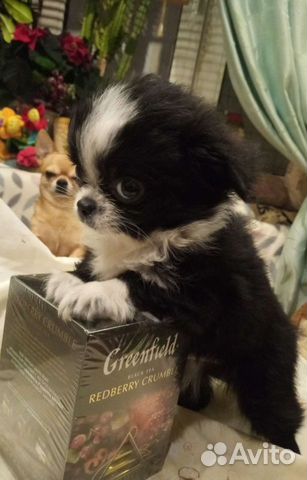 Чихуахуа Красавец мальчишка