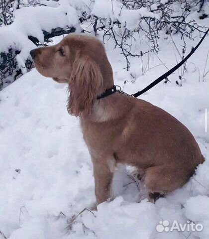 Кокер спаниель
