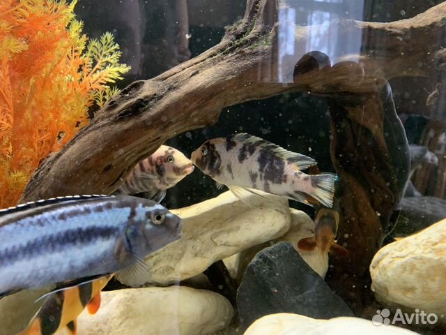 Малавийские цихлиды