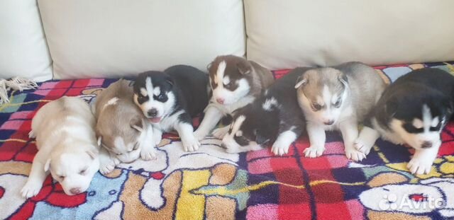 Великолепные щенки хаски