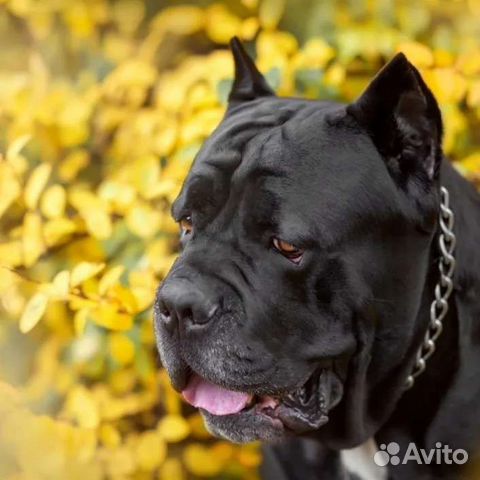 Кане Корсо вязка