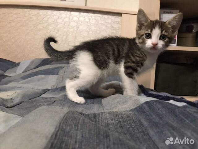 Отдам котенка в очень добрые руки