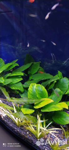 Аквариумные растения прополка