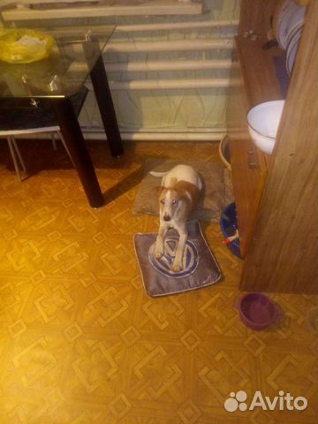 Адам в хорошие руки добрую хорошую собаку зовут Пи