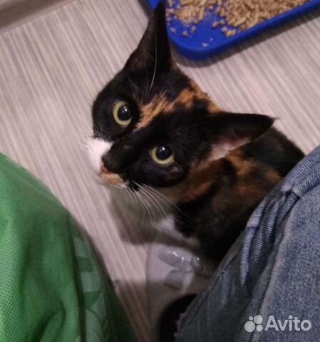 Ласковая мурчалка ищет дом