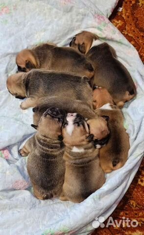 Французские булочки для резерва