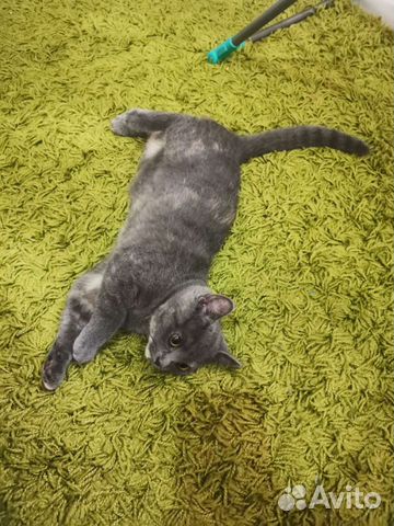 Кошки породистые бесплатно
