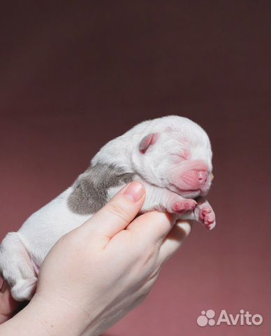 Староанглийский бульдог щенки шоколад продажа