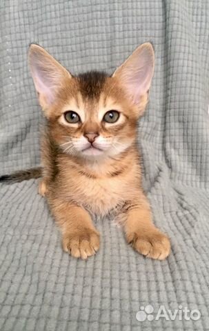 Абиссинские котята