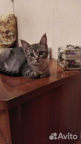 Кошки в добрые руки бесплатно