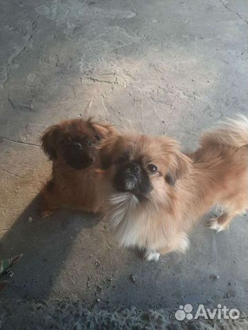 Щенки пекинеса