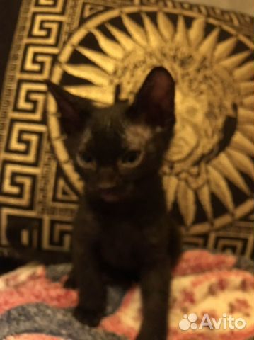 Котенок сфинкс