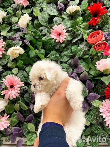 Мальчик мини Мальтипу f1