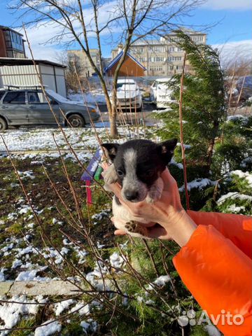 Маленькая собака в добрые руки