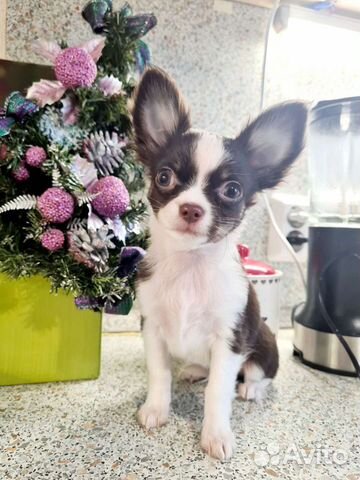 Щенок чихуахуа длинношерстный