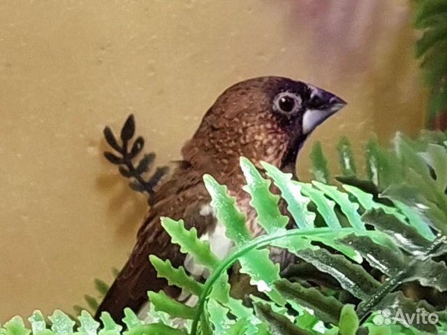 Японские амадины