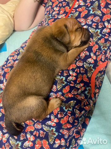 Американский були