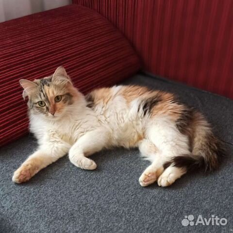 Кошечка Ерофея ищет дом