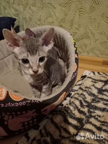 Донской сфинкс котята