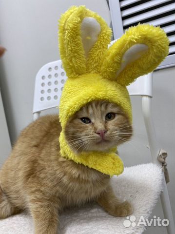 Отдам в добрые руки