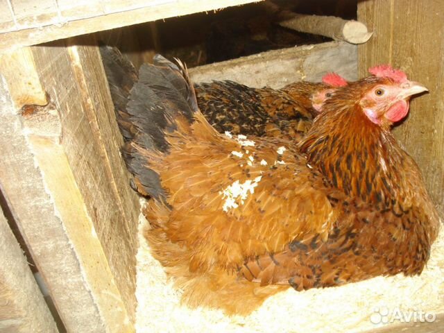 Куры кучинские юбилейные