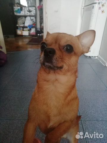 Вязка кобель чихуахуа