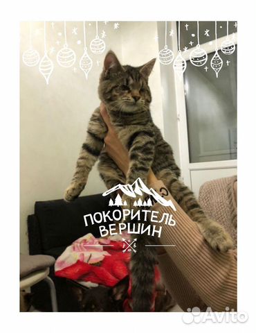 Котик в добрые руки