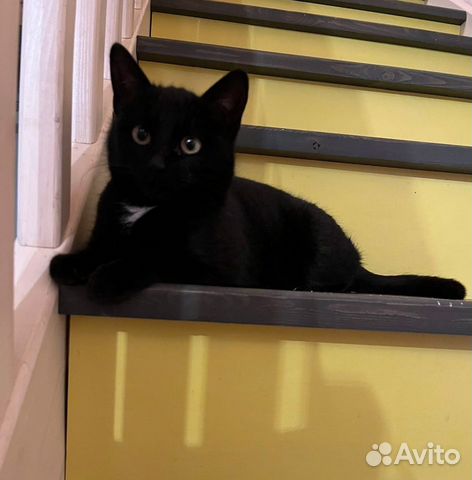 Котенок девочка 5,5 месяцев. Мурлычет