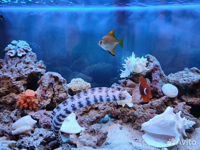 Морской аквариум 260 литров