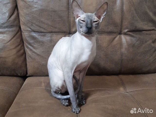 Кот на вязку