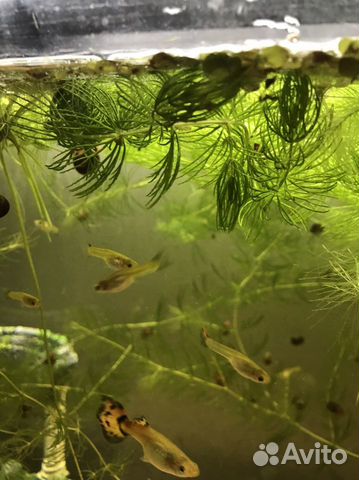 Гуппи молодняк