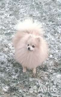 Мальчик шпица