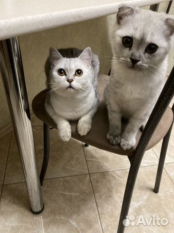 Шотландские вислоухие котята
