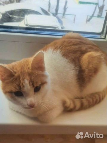 Котенок мальчик