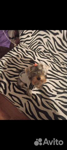 Йоркширский терьер