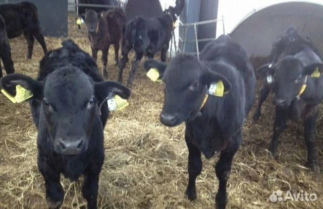 Продам телят бычков