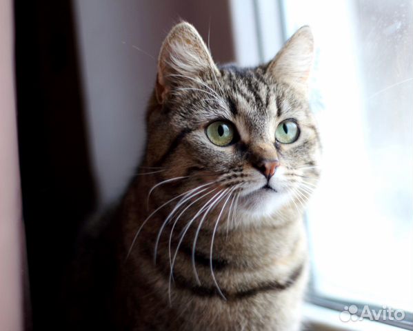 Кошечка Клепа ищет добрых хозяев