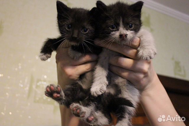 Месячные котята ищут дом