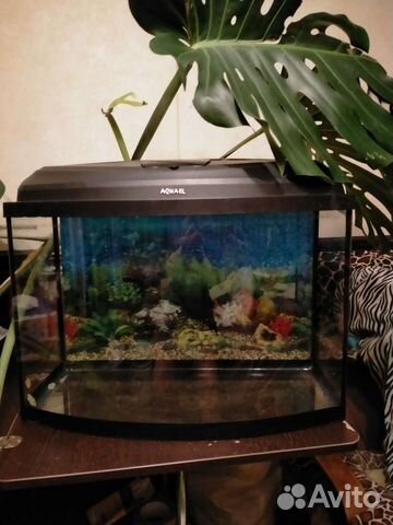 Аквариум