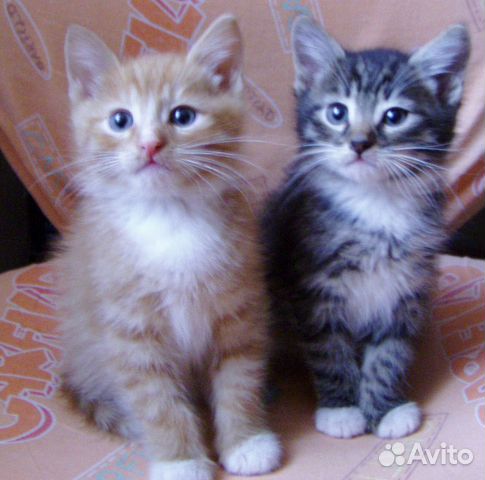 Милые котята 2 Кота