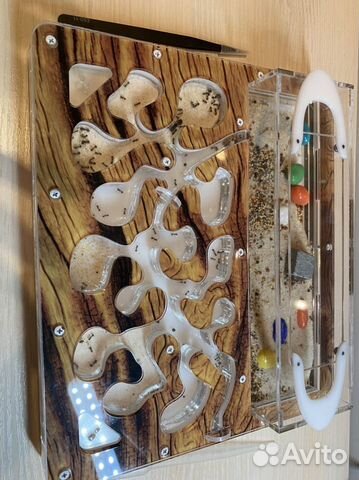 Муравьиная ферма с муравьями