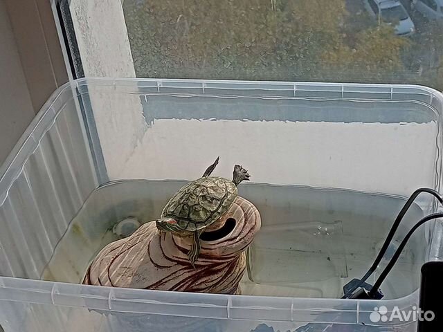 Черепаха в добрые руки